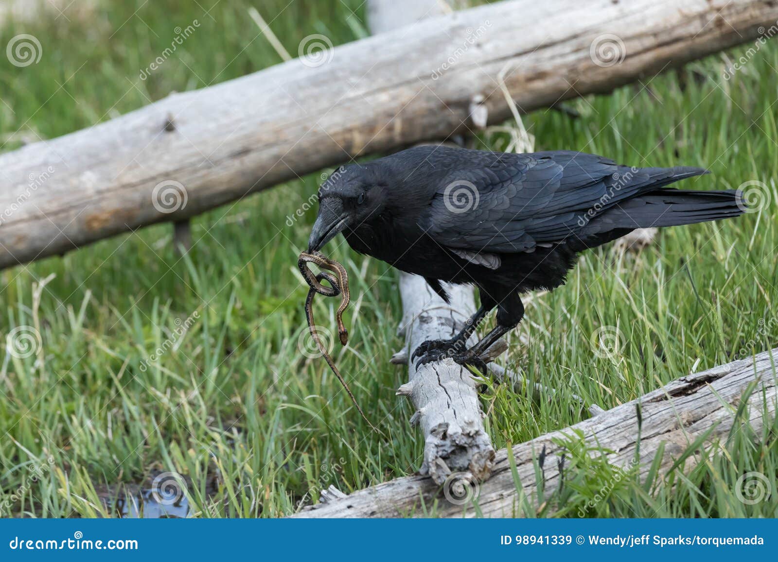Raven Verses Garter Snake ! Image stock - Image du conflit, prédation ...
