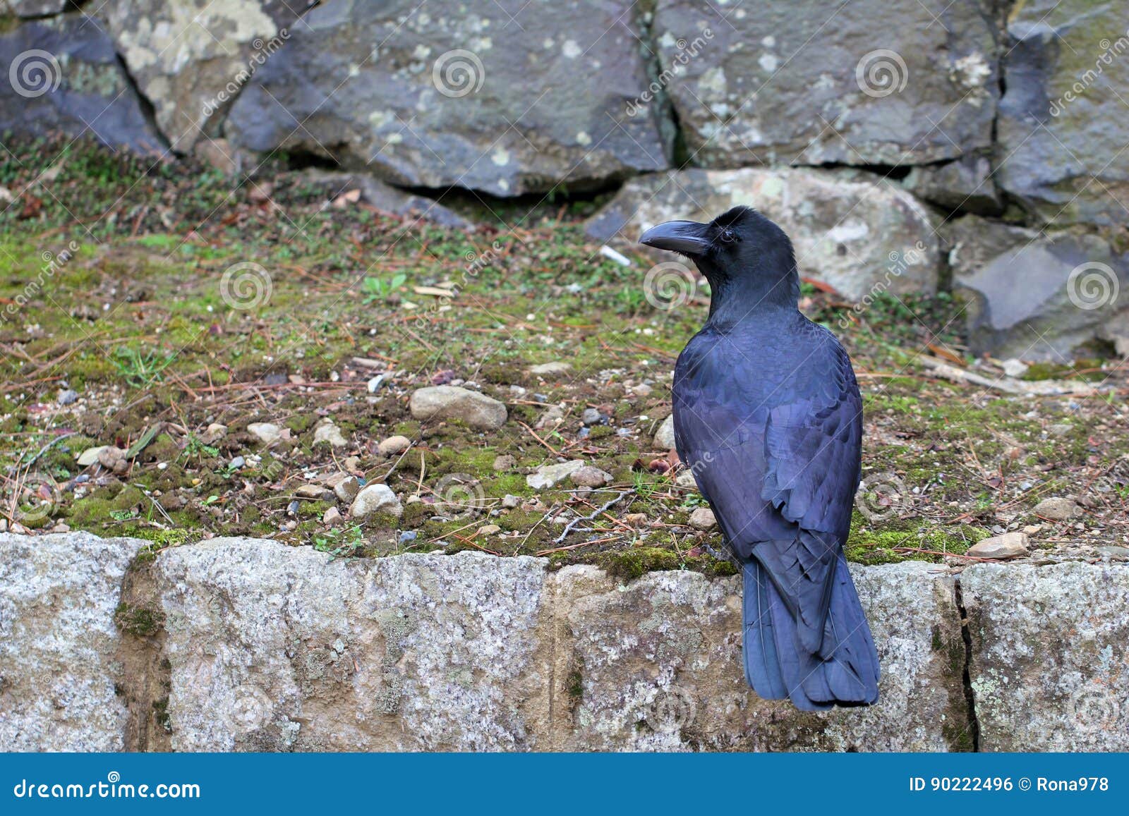 Raven stock photo. Image of crow, animal, mysticism, bird - 90222496