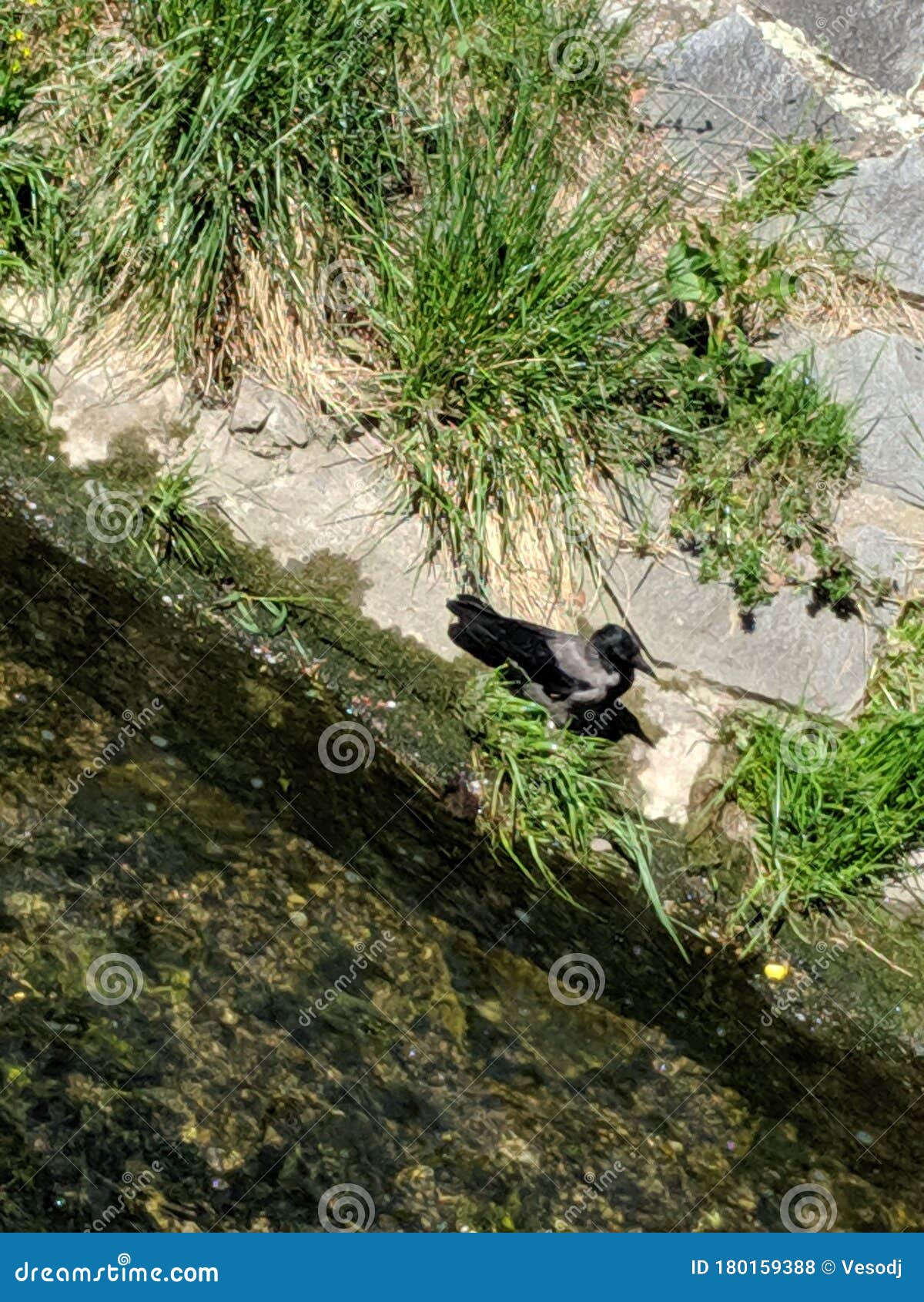 The Raven in Vienna stock photo. Image of raven, flower - 180159388