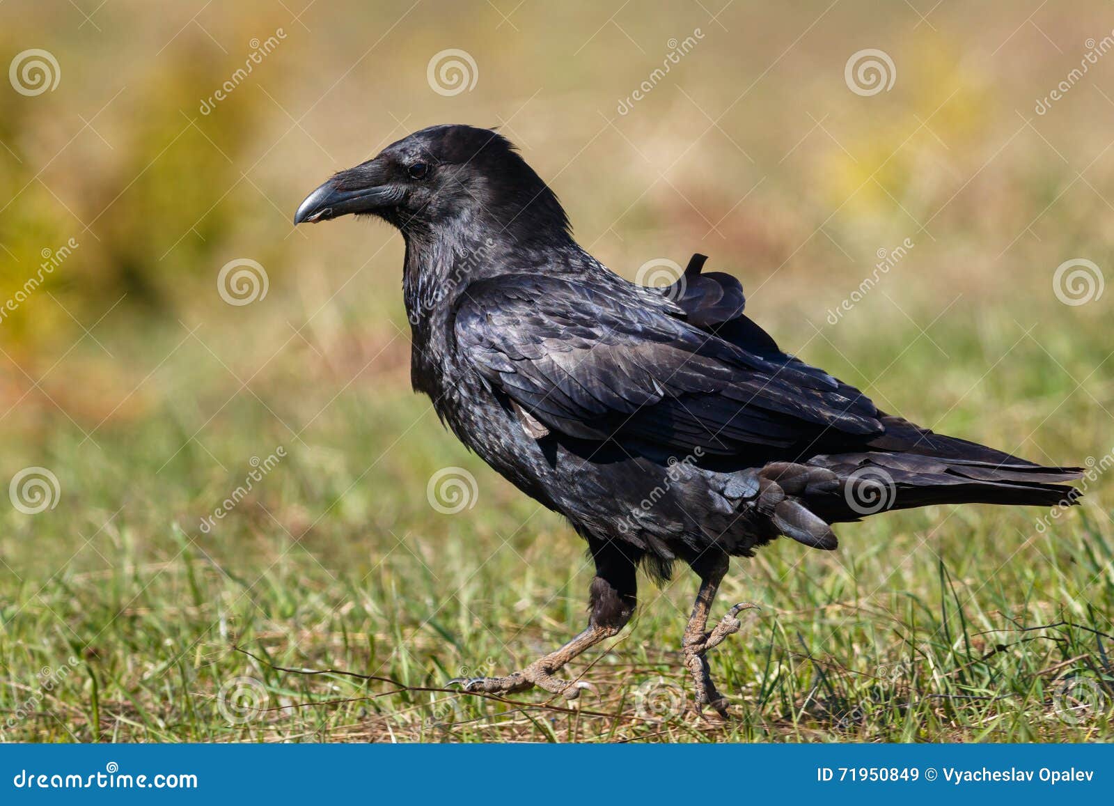 Raven walking on the field stock image. Image of wildlife - 71950849