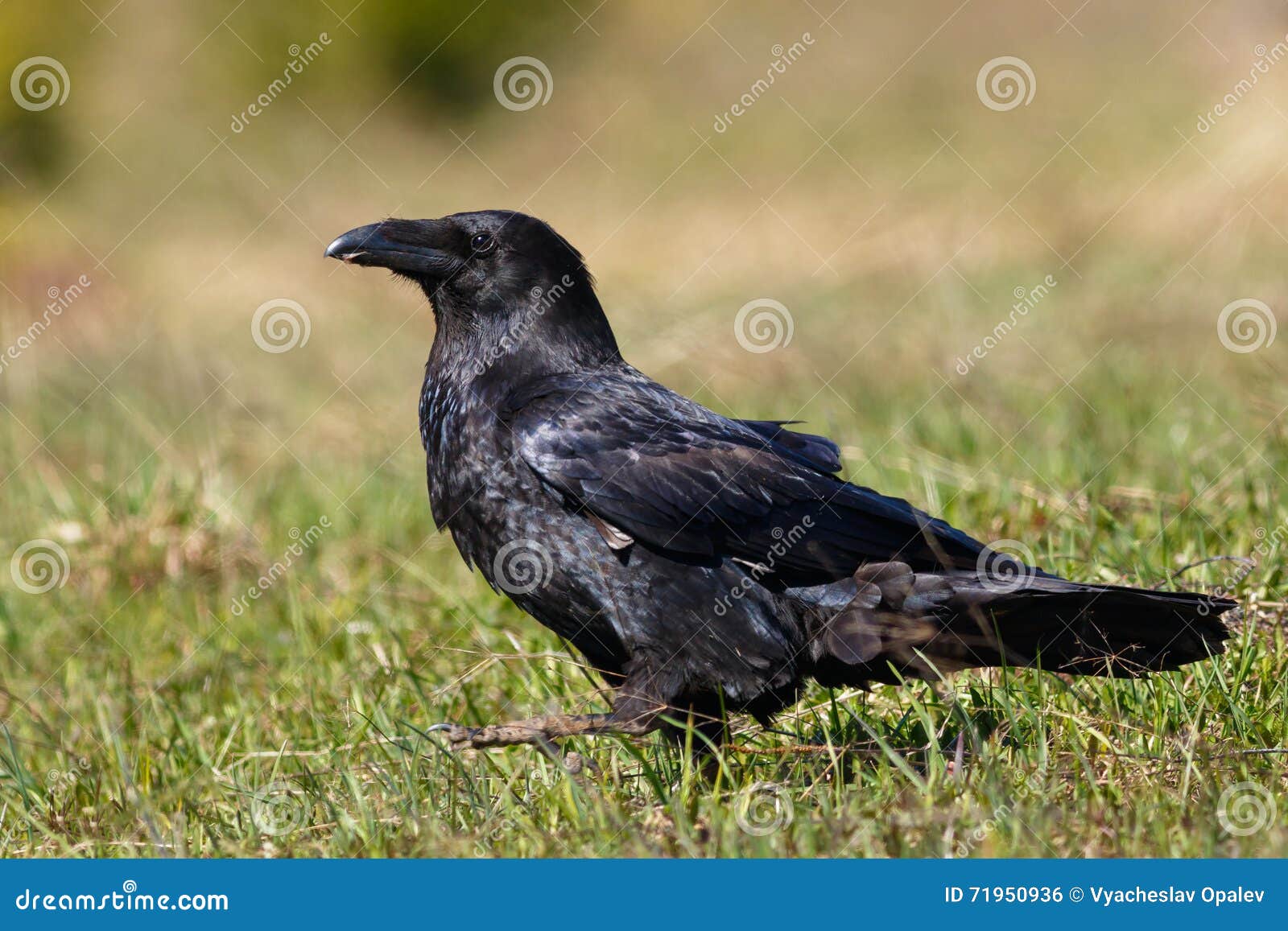 Raven walking on the field stock photo. Image of wild - 71950936