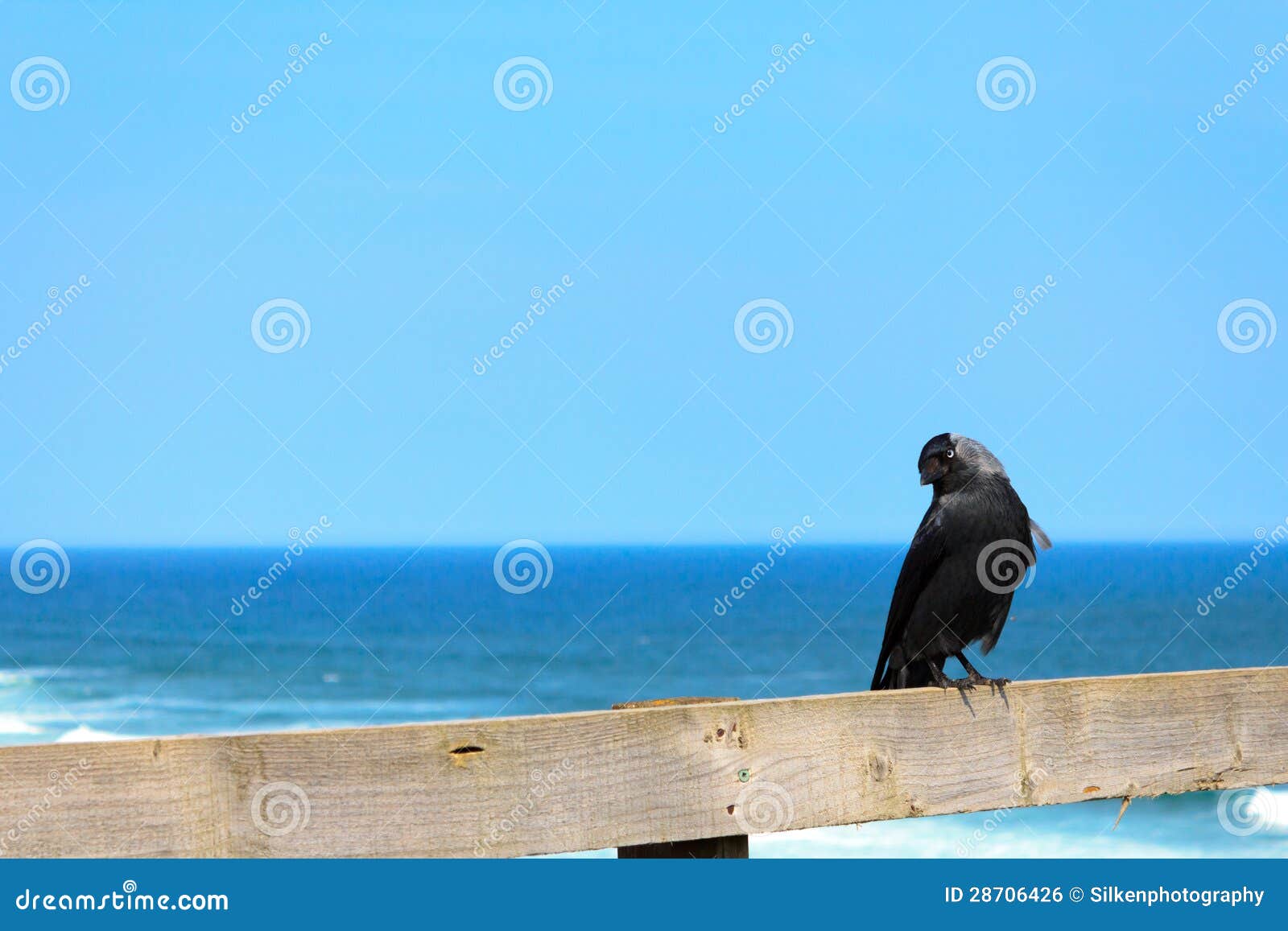 Raven watching stock photo. Image of bird, wildlife, curious - 28706426