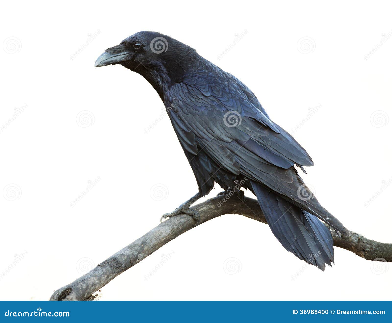 Raven on White Background stock photo. Image of passerine - 36988400
