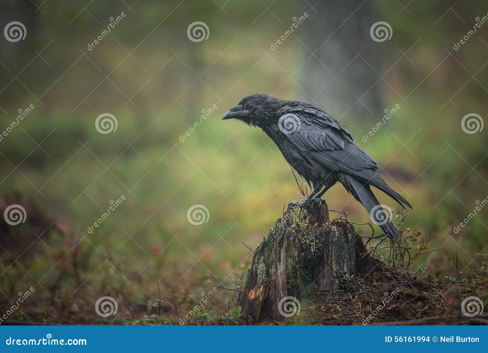 Raven stock photo. Image of frugilegus, feathers, death - 56161994