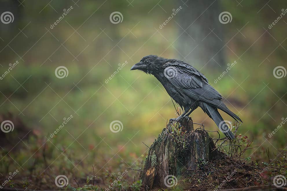 Raven stock photo. Image of frugilegus, feathers, death - 56161994