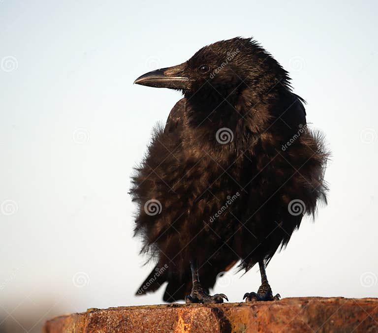 Raven in the wind stock photo. Image of feather, ornithology - 23826280
