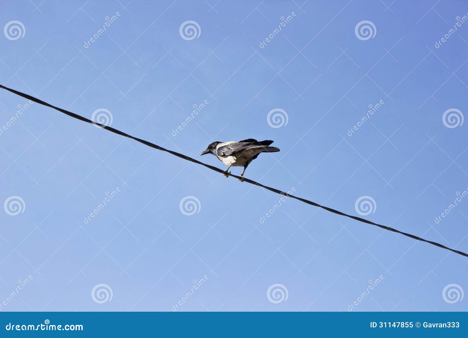 Raven on wire stock image. Image of raven, lonely, wild - 31147855