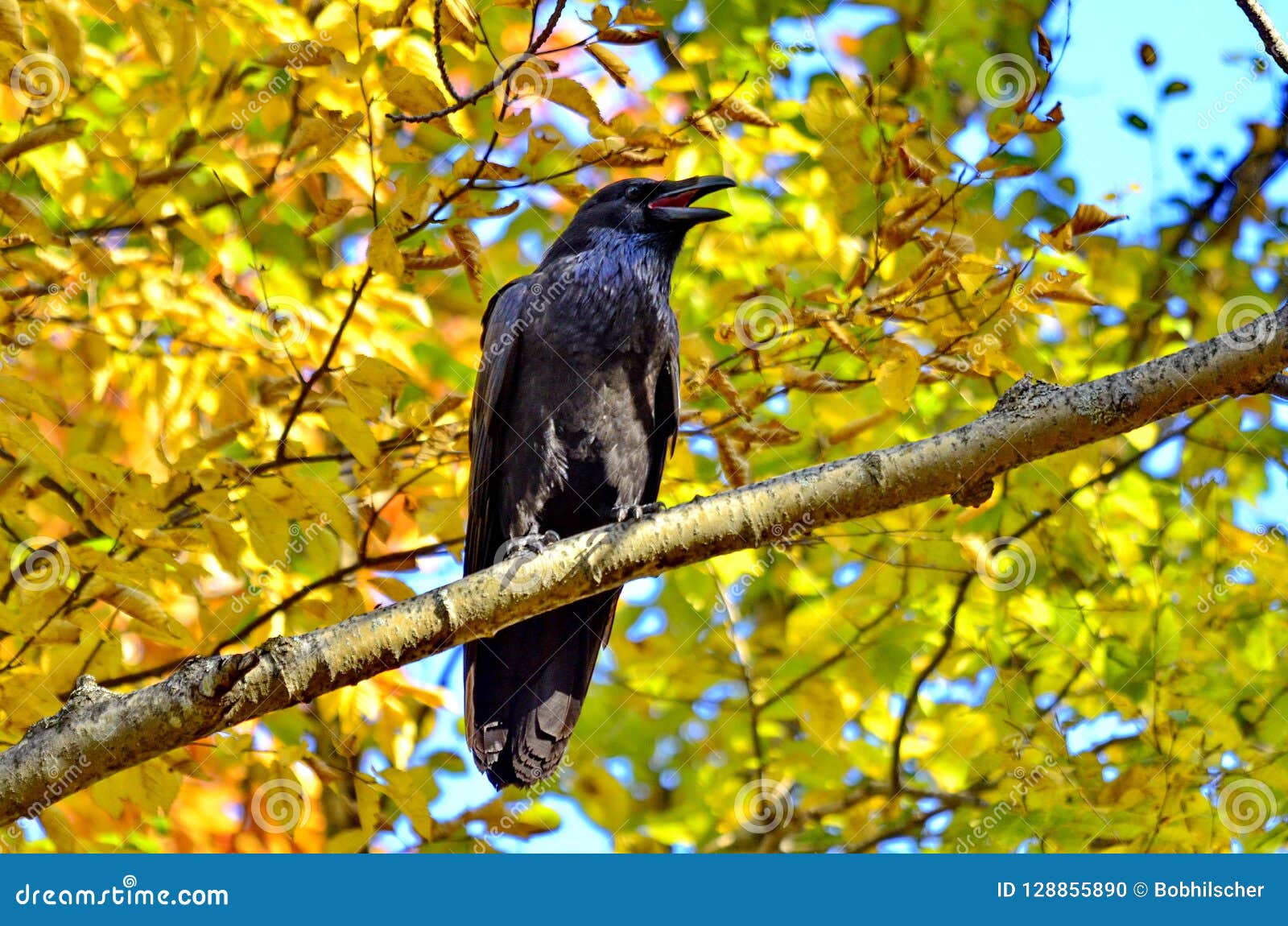 Raven with Yellow Leaves Background Stock Photo - Image of sitting ...