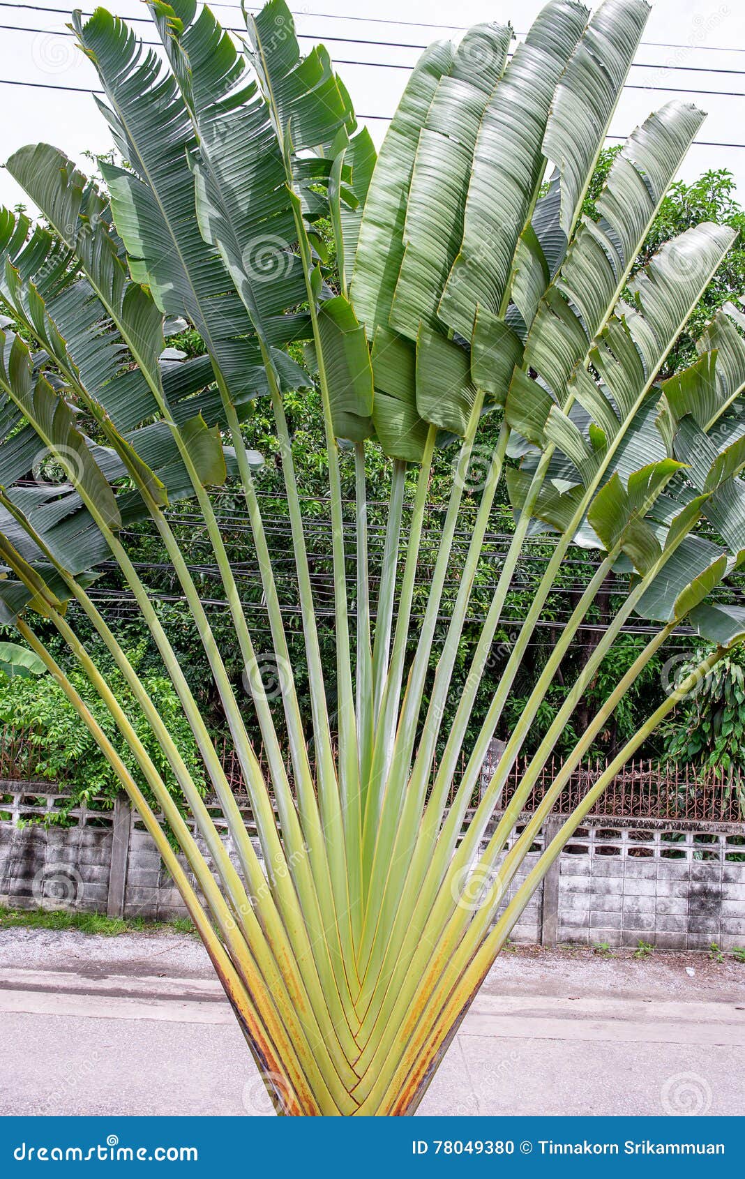 Ravenala foto de archivo. Imagen de agua, tronco, plantas - 78049380