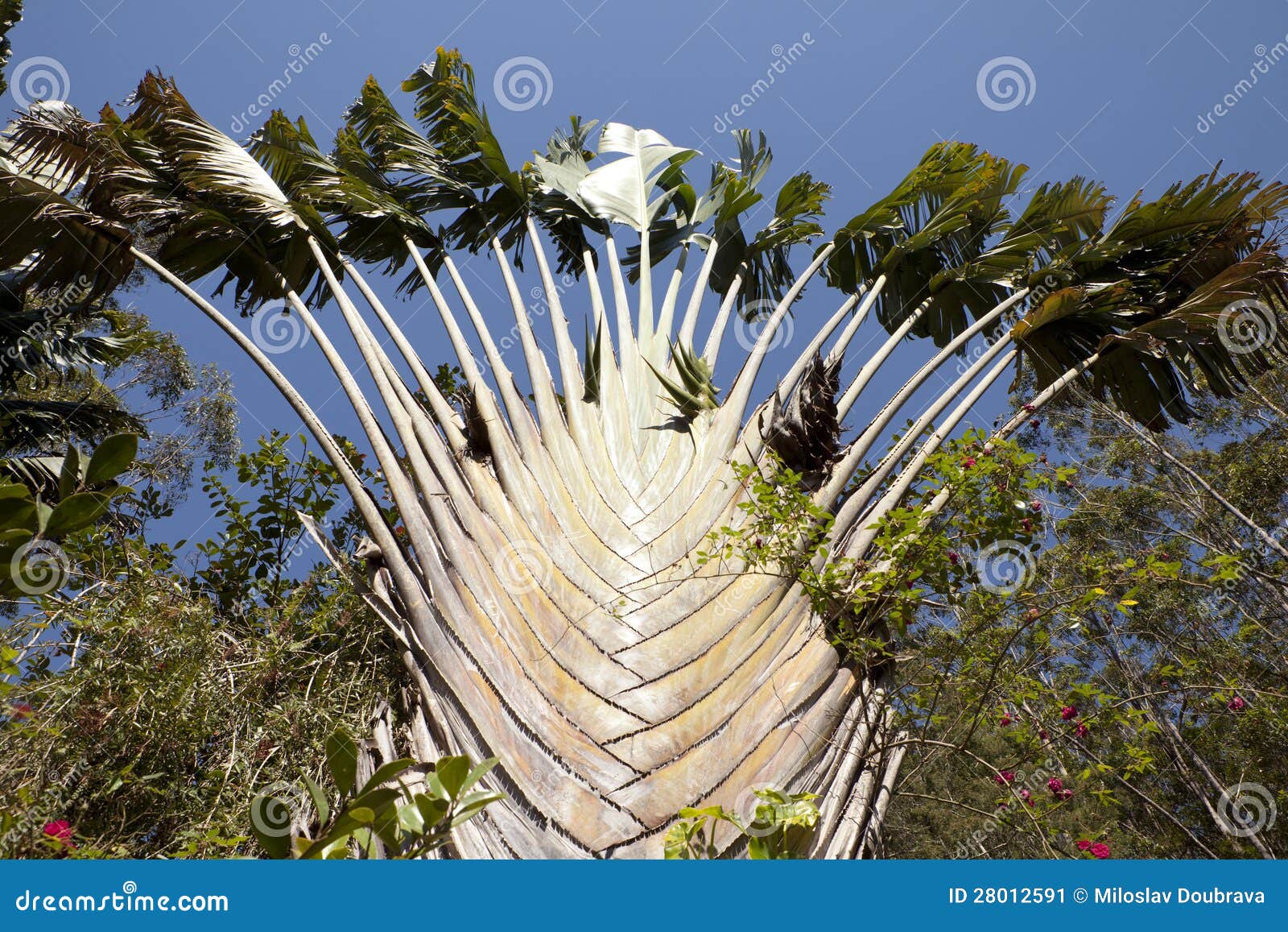 RAVENALA MADAGASCARIENSIS imagem de stock. Imagem de enorme - 28012591