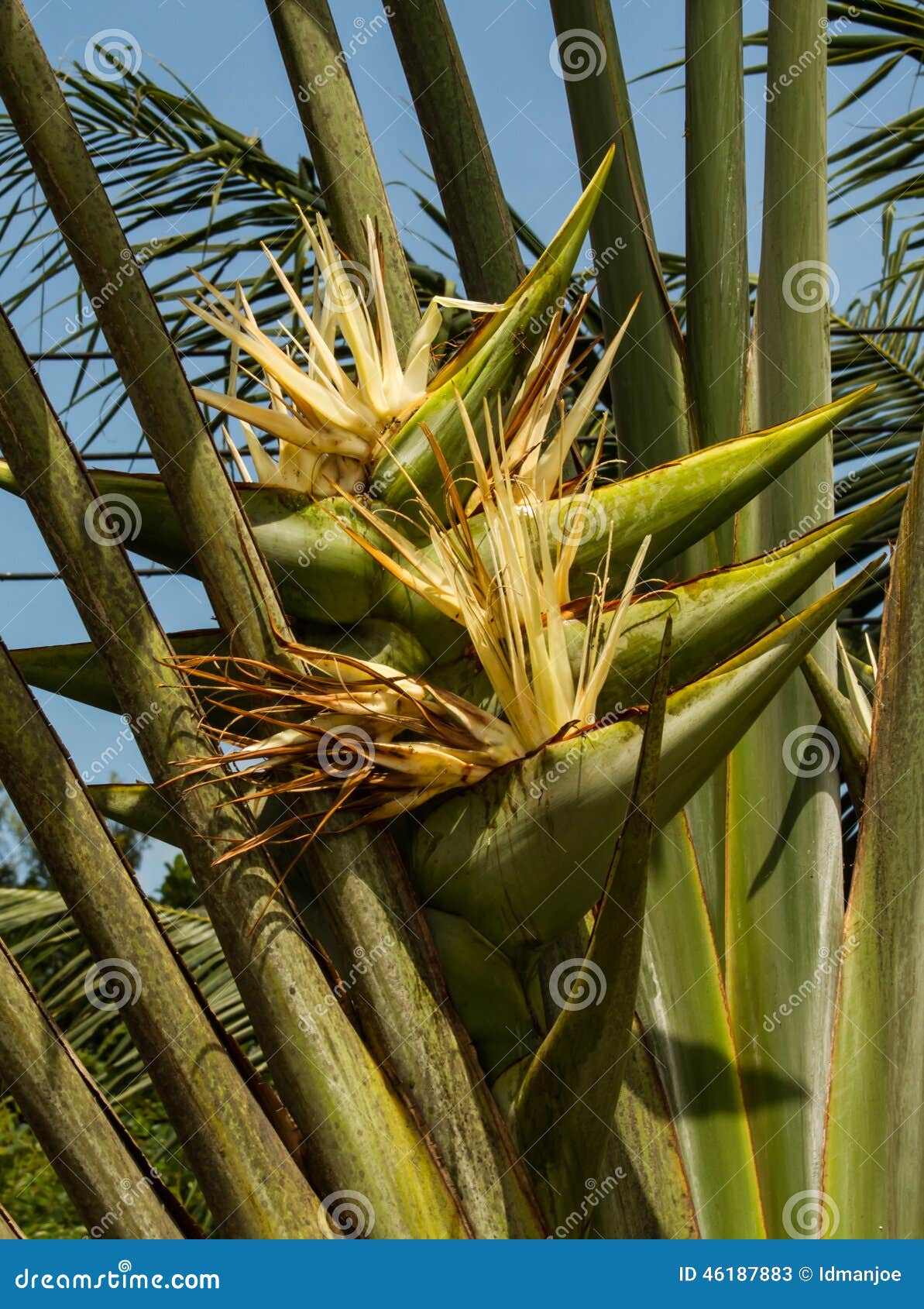 Ravenala madagascariensis stock image. Image of circle - 46187883