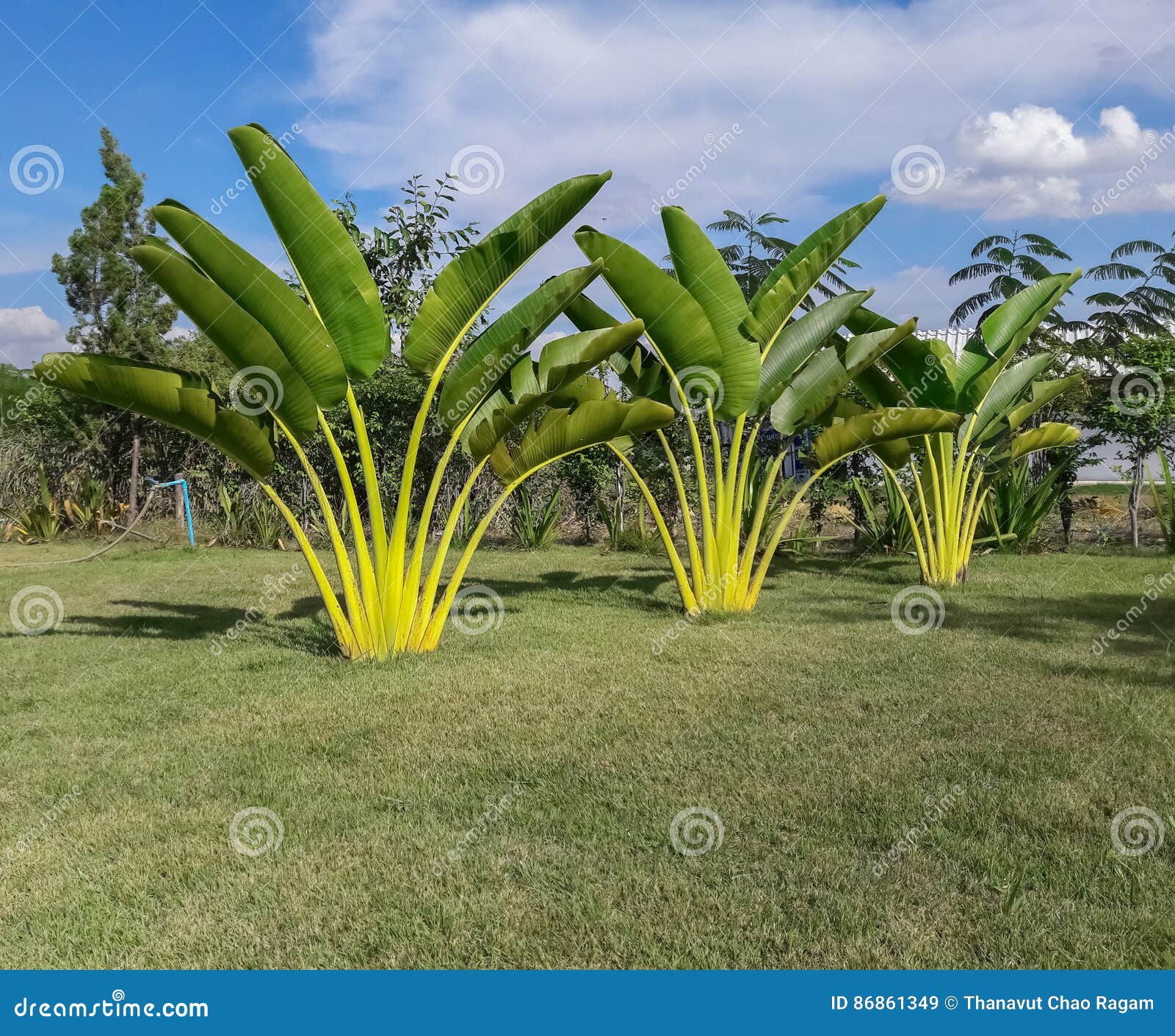 Ravenala no jardim imagem de stock. Imagem de folhas - 86861349