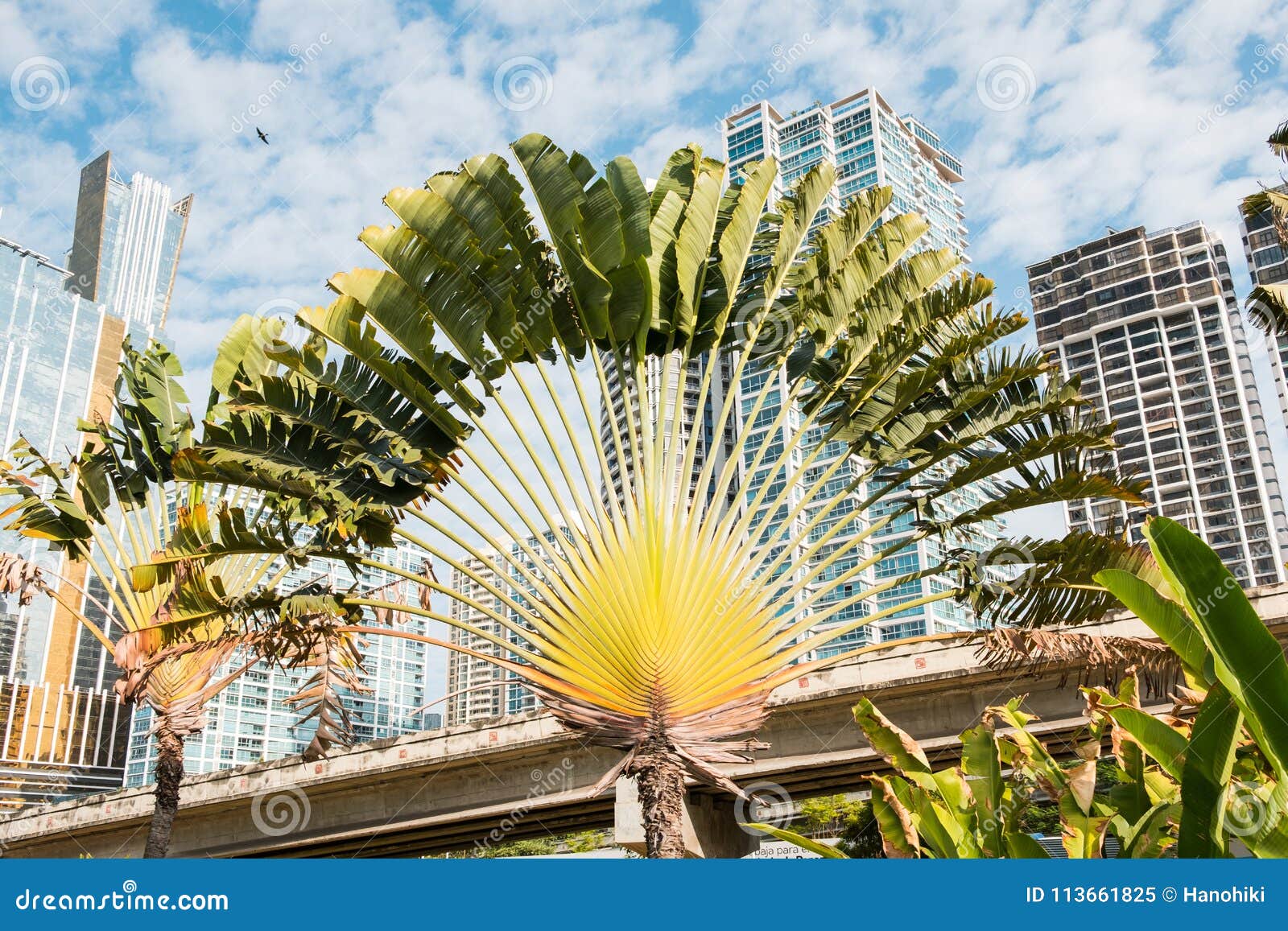 Ravenala Palm Tree , Traveler Tree , Palm Tree Pattern Stock Image ...