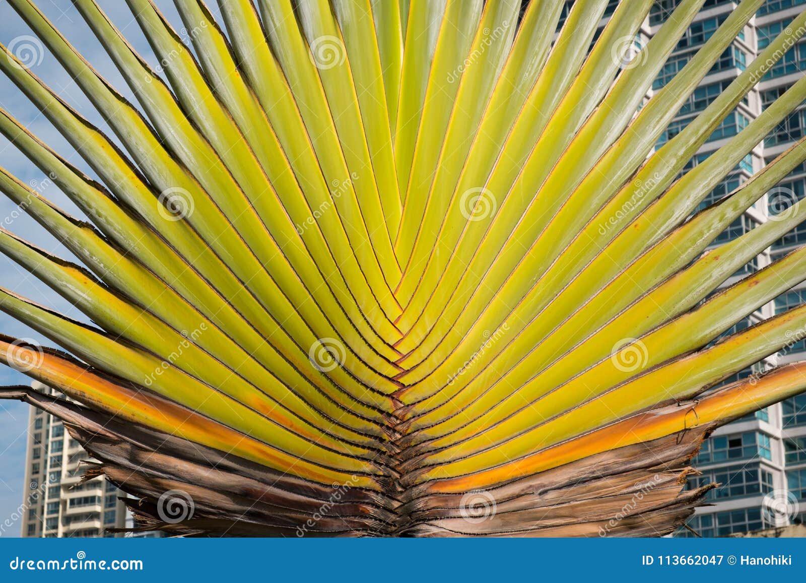 Ravenala Palm Tree , Traveler Tree , Palm Tree Pattern Royalty-Free ...