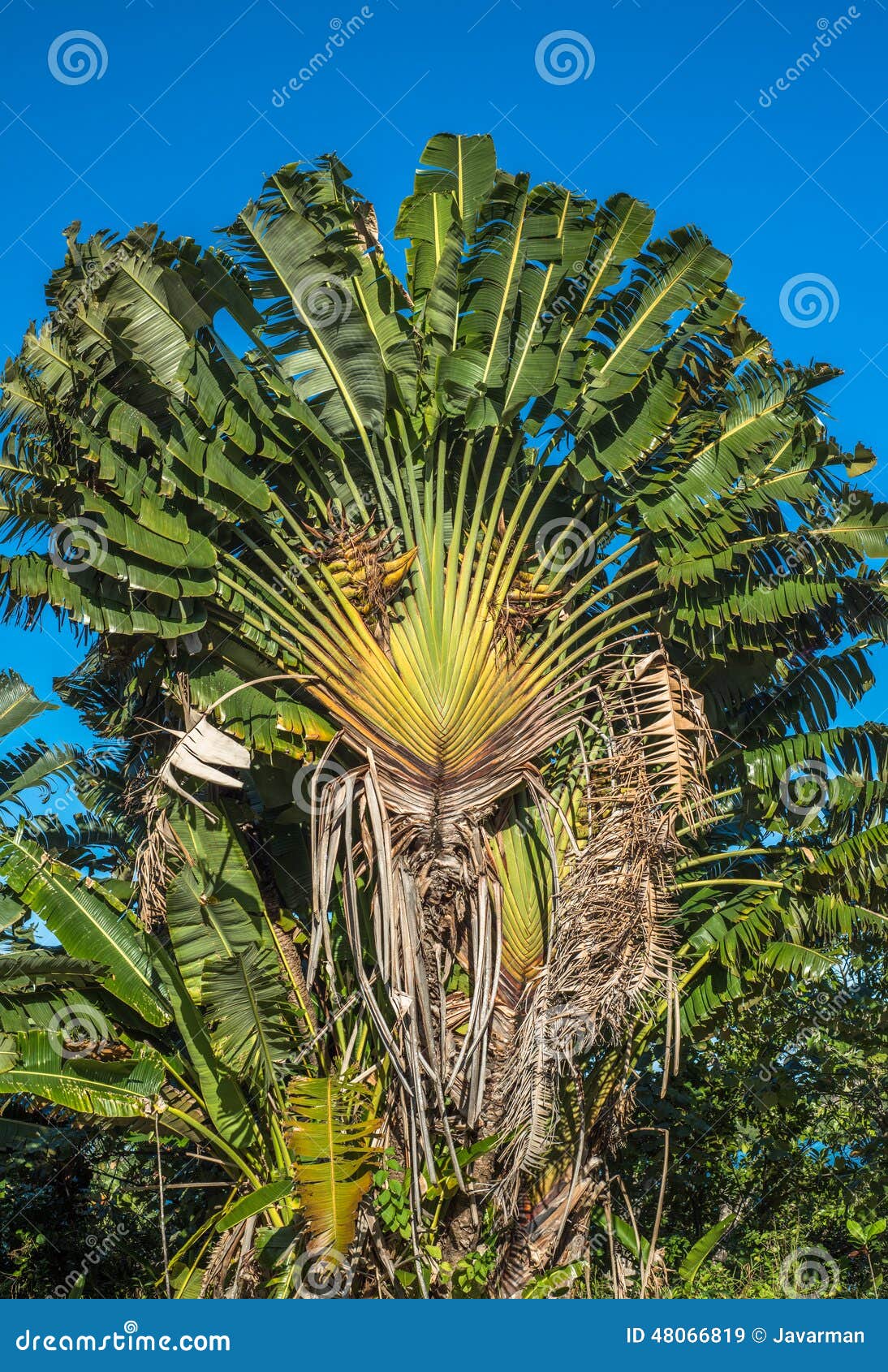 Ravenala or Travellers Tree, Madagascar Stock Image - Image of tropical ...