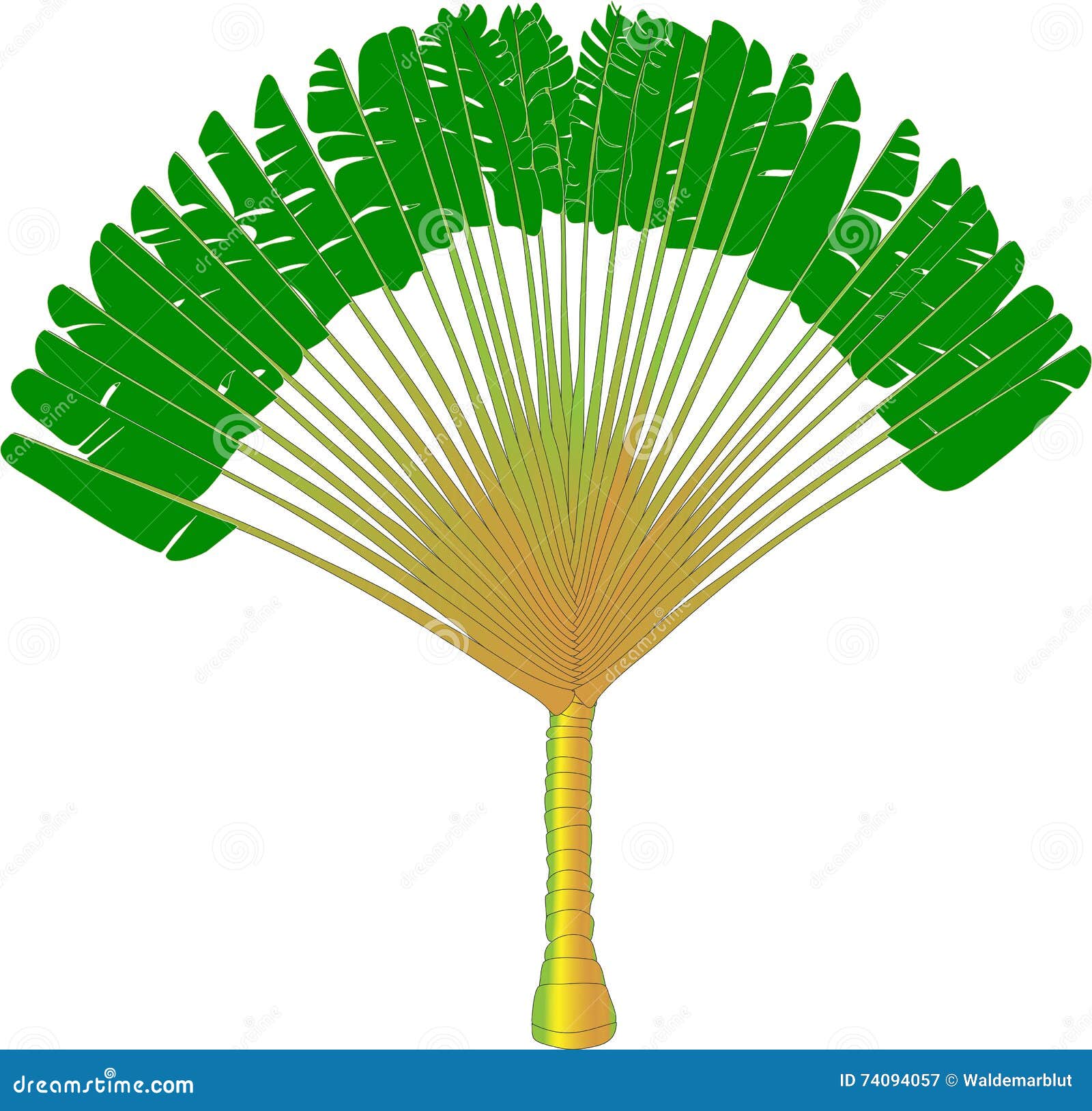 Ravenala - Vector Drawing of a Fan Palm Tree Stock Vector ...