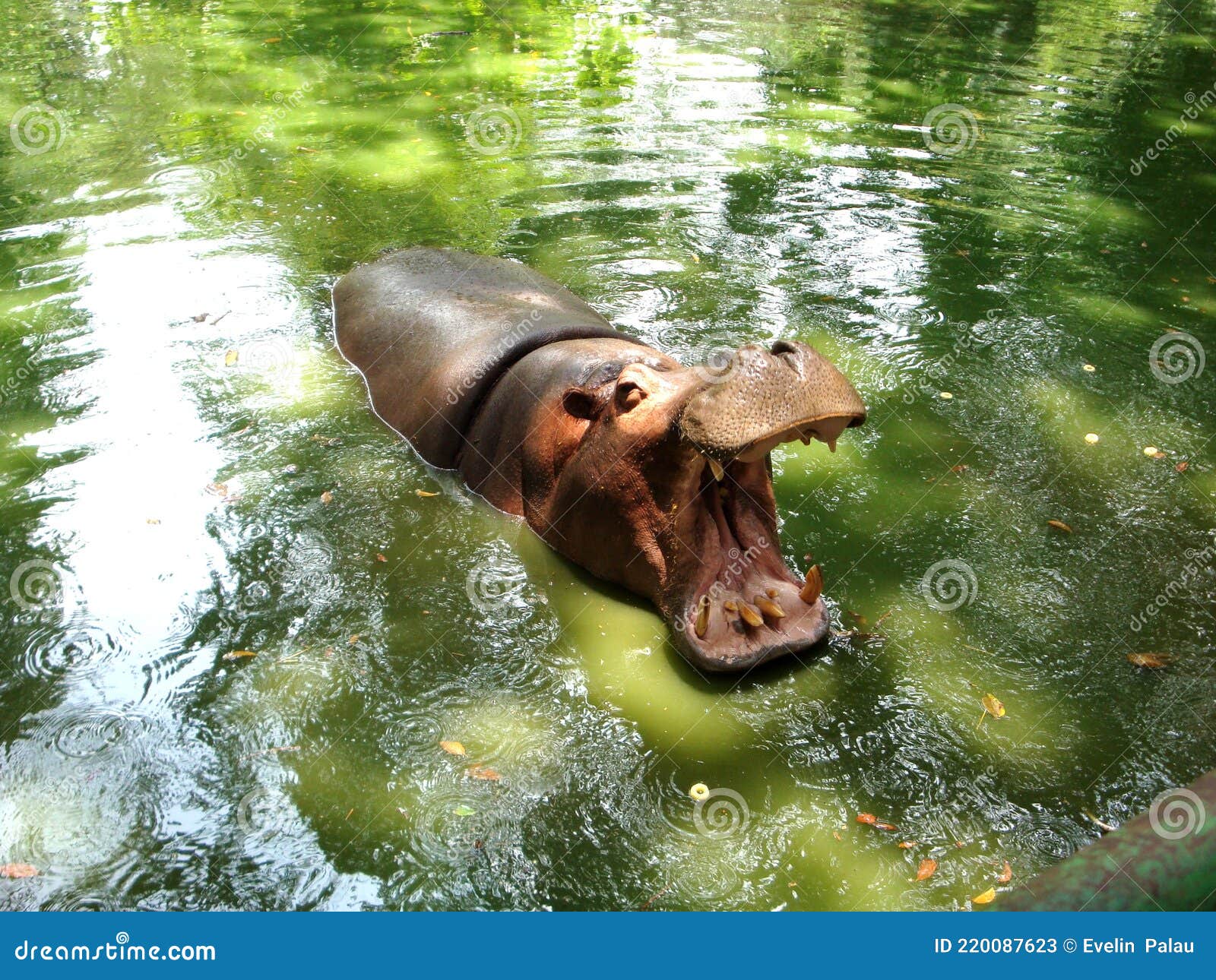 Ravenous appetite stock image. Image of nature, mammal - 220087623