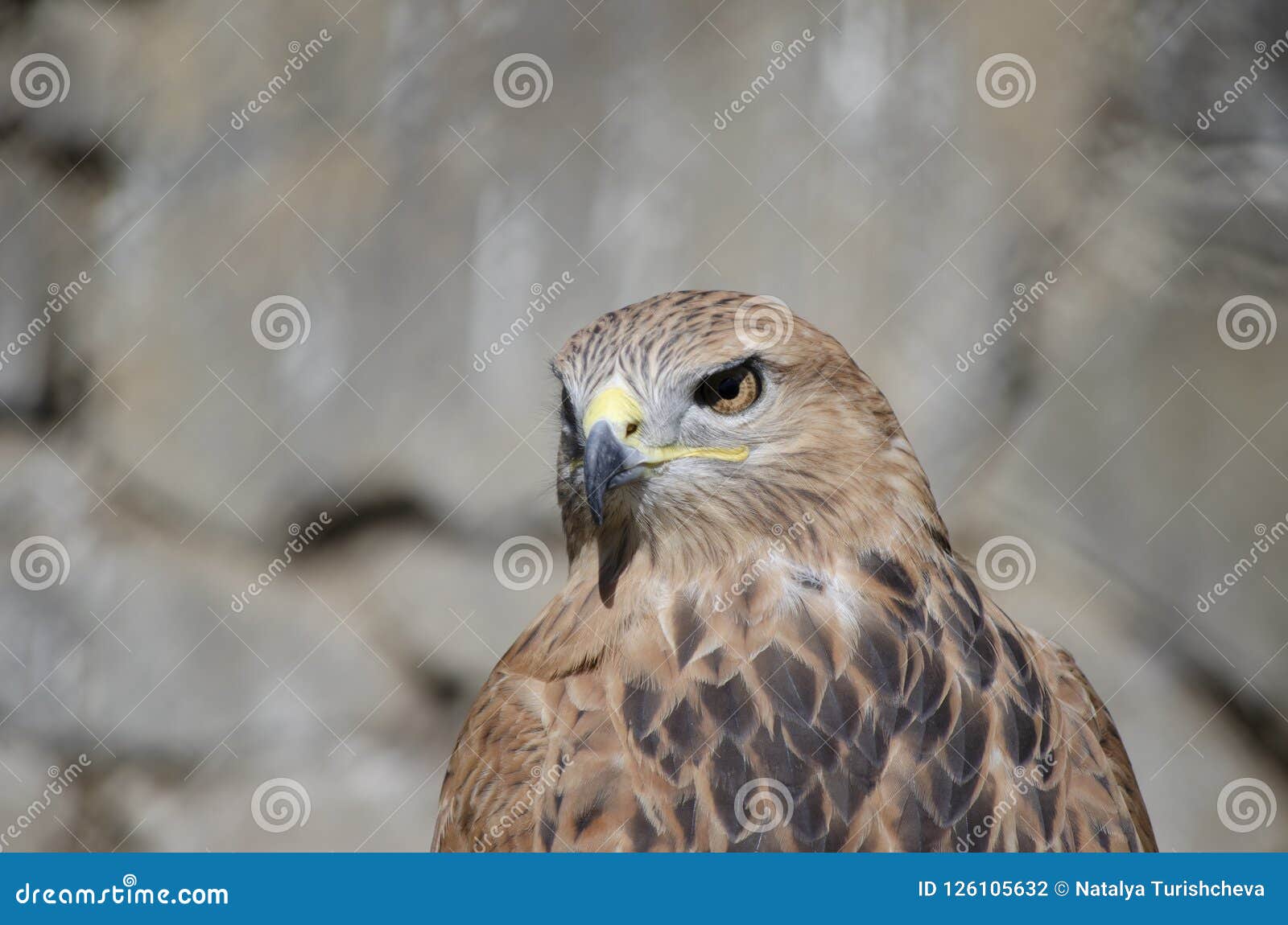 Ravenous eagle eye stock photo. Image of prey, close - 126105632