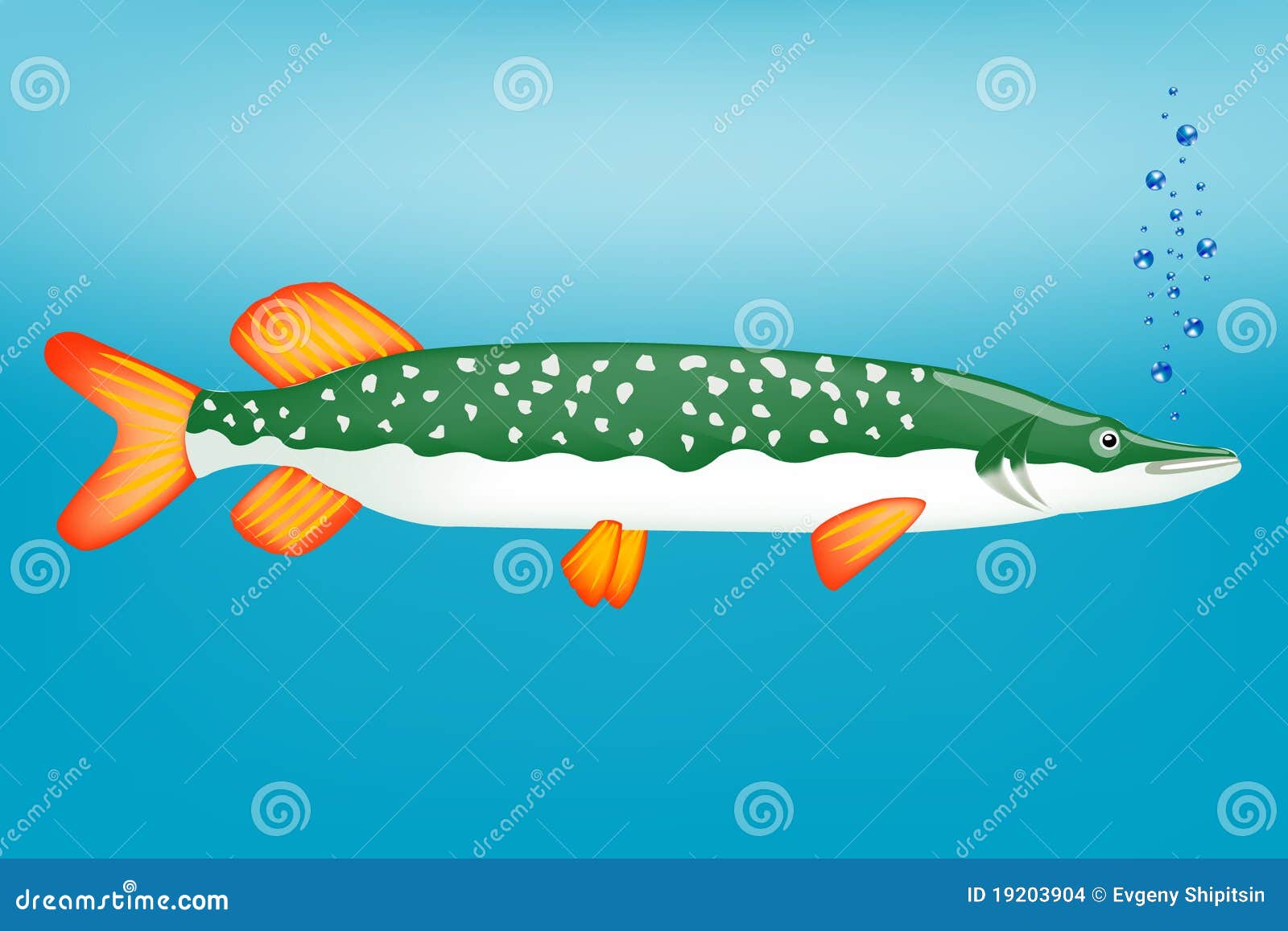 Ravenous fish pike stock vector. Illustration of fishing - 19203904