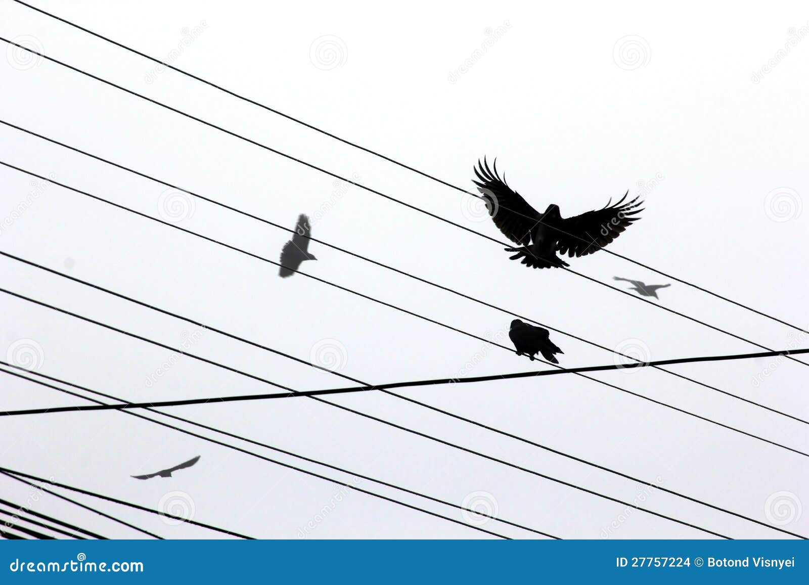 Ravens stock photo. Image of animal, element, cable, corvus - 27757224