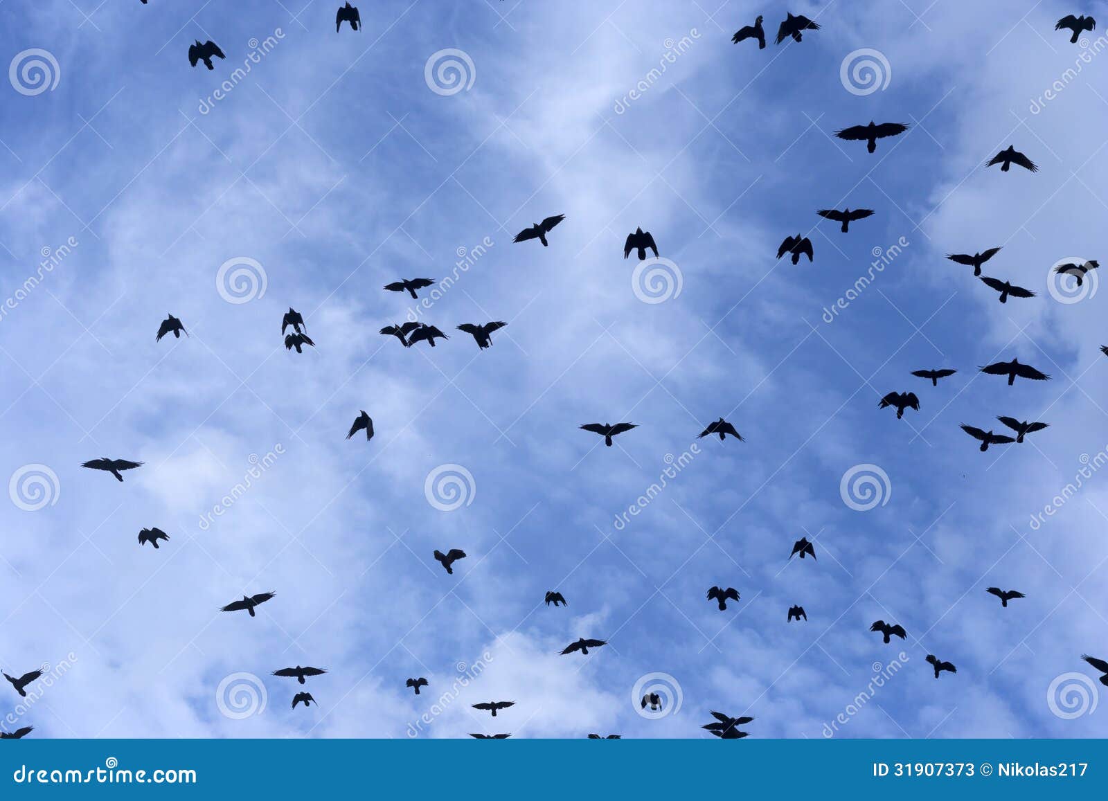 Ravens stock image. Image of bright, flock, beauty, dramatic - 31907373