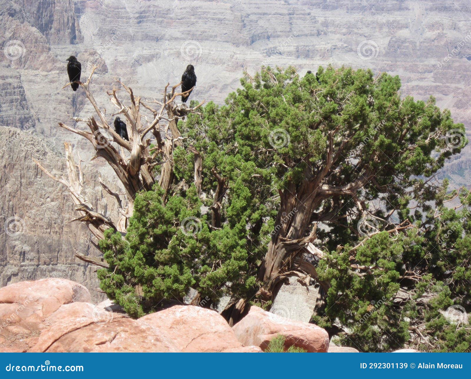 Ravens and Crows in a Desert Environment Waiting for a Meal. Stock ...