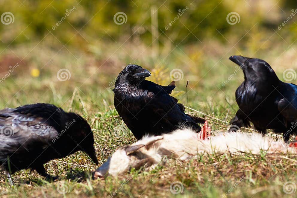 Ravens eating their prey stock photo. Image of wings - 71895832