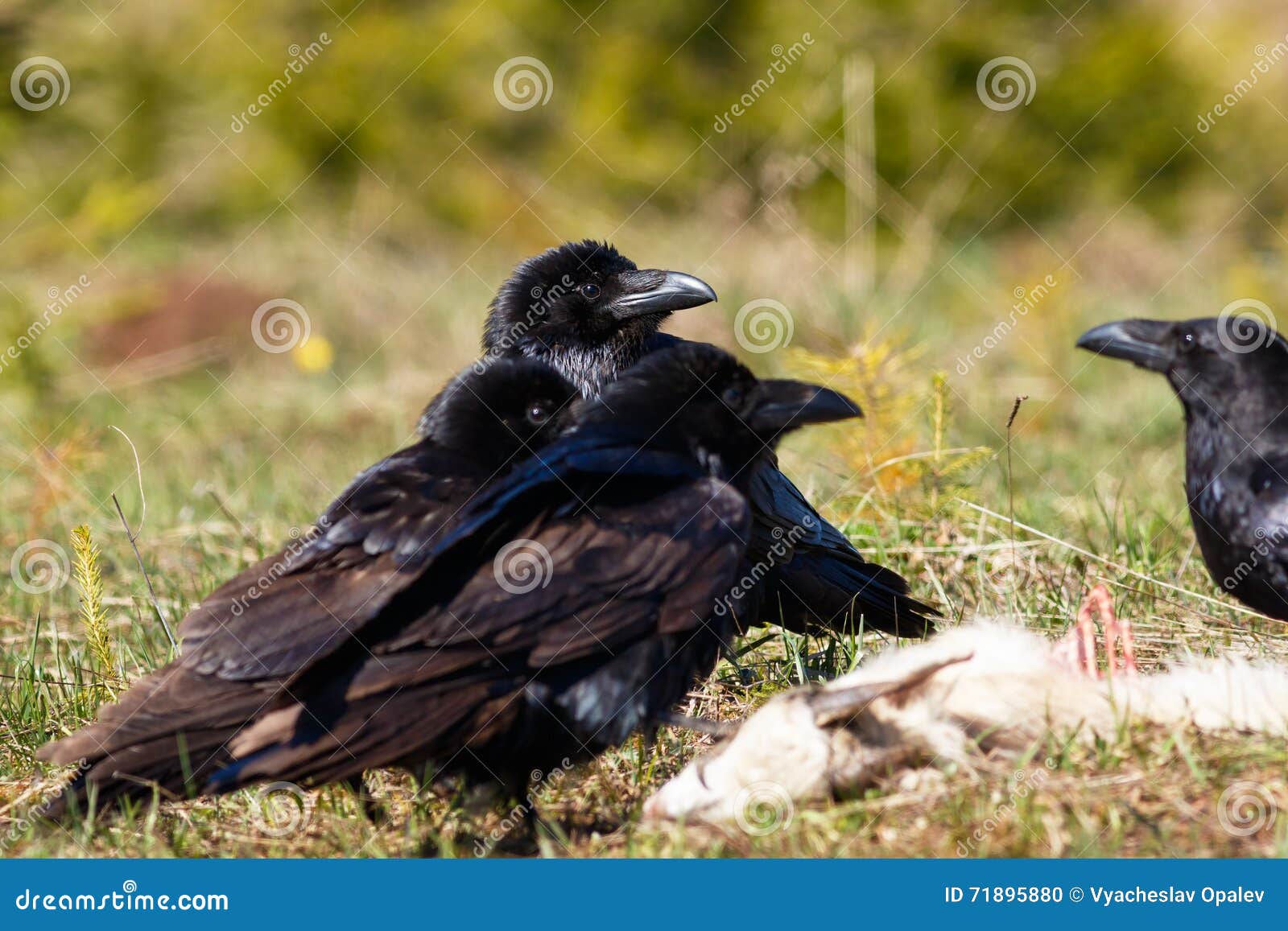Ravens eating their prey stock photo. Image of fins, goat - 71895880