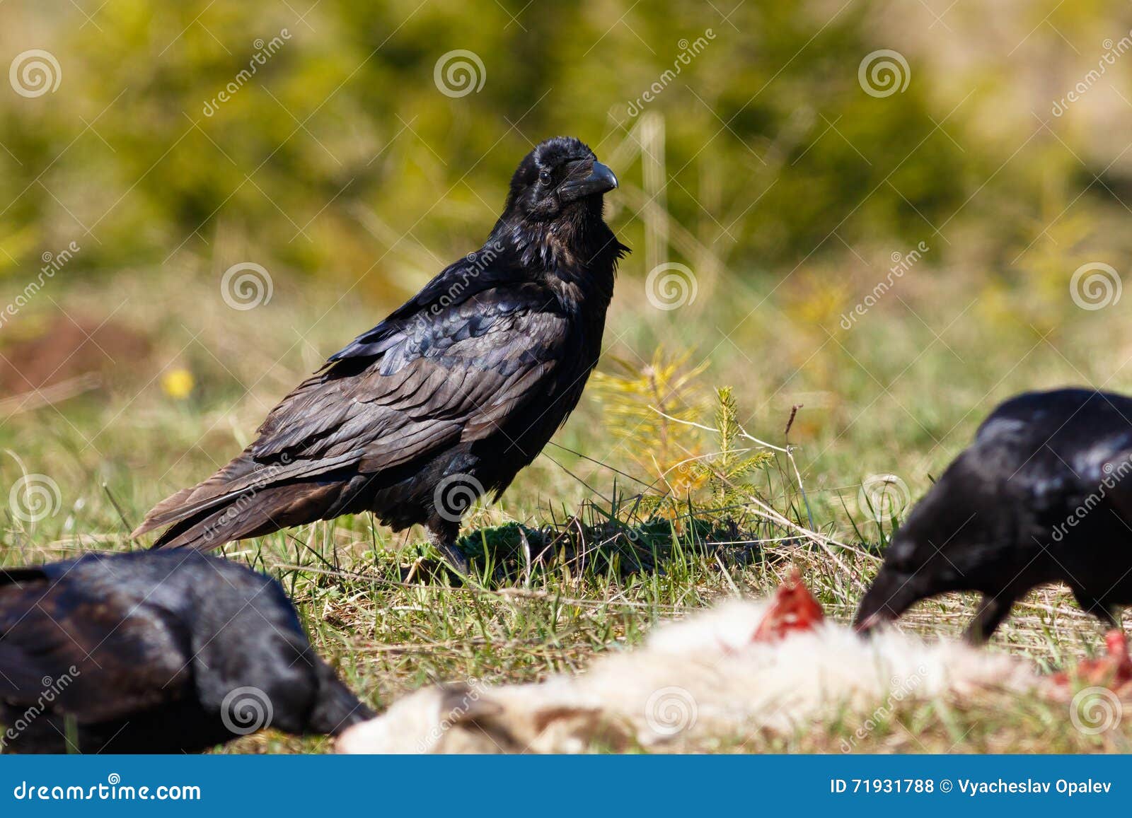 Ravens eating their prey stock photo. Image of ravens - 71931788
