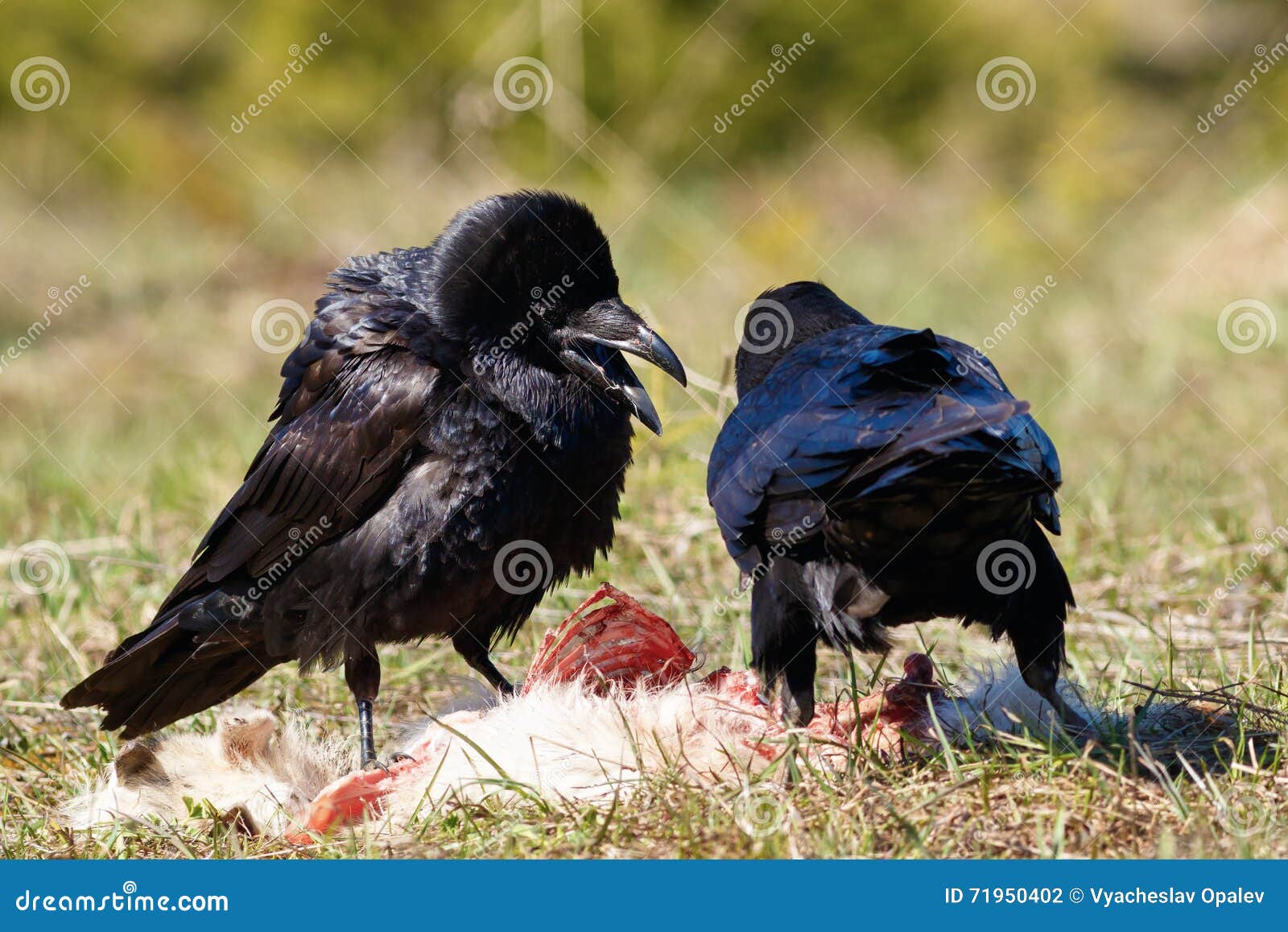 Ravens eating their prey stock photo. Image of meat, livestock - 71950402