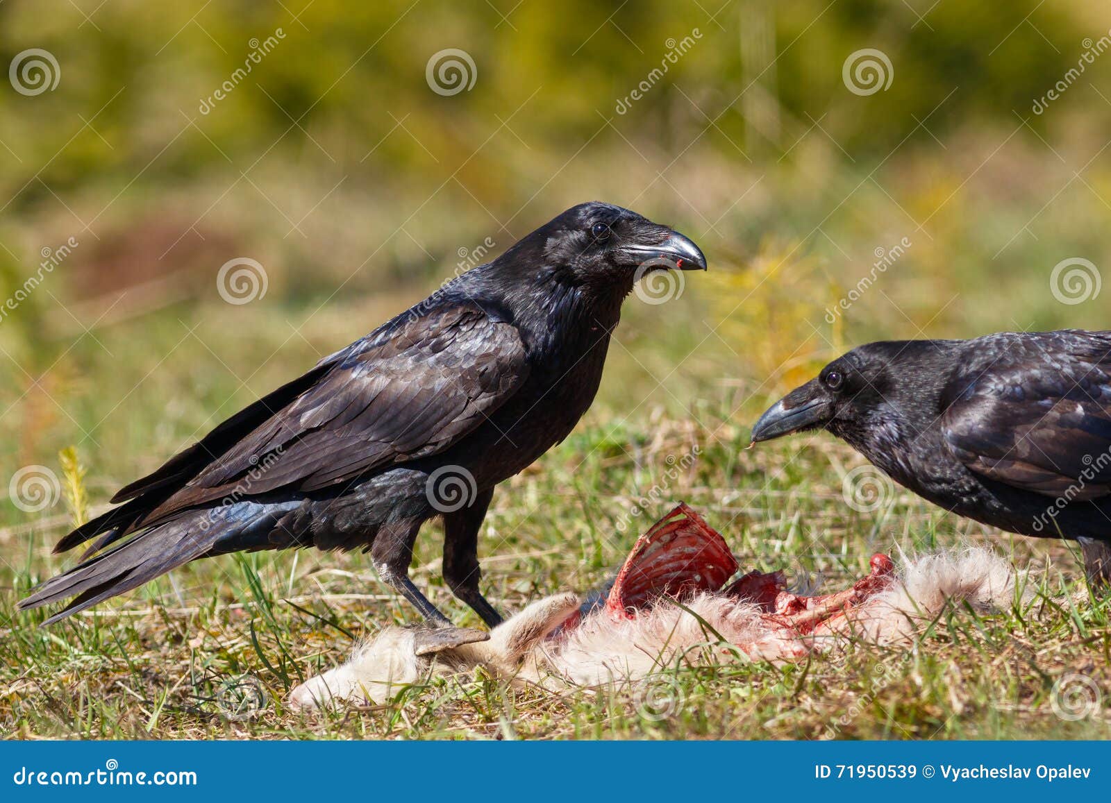 Ravens eating their prey stock image. Image of goatling - 71950539