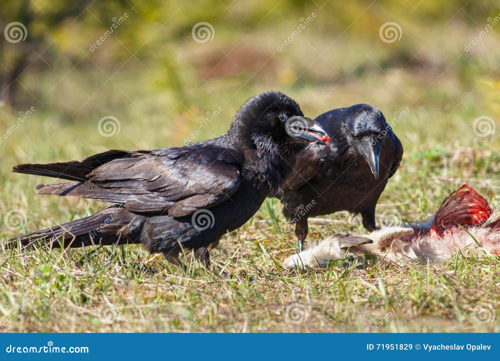Ravens eating their prey stock image. Image of wings - 71951829