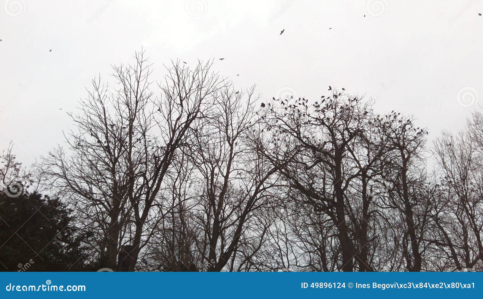 Ravens stock photo. Image of cold, flying, enjoying, white - 49896124