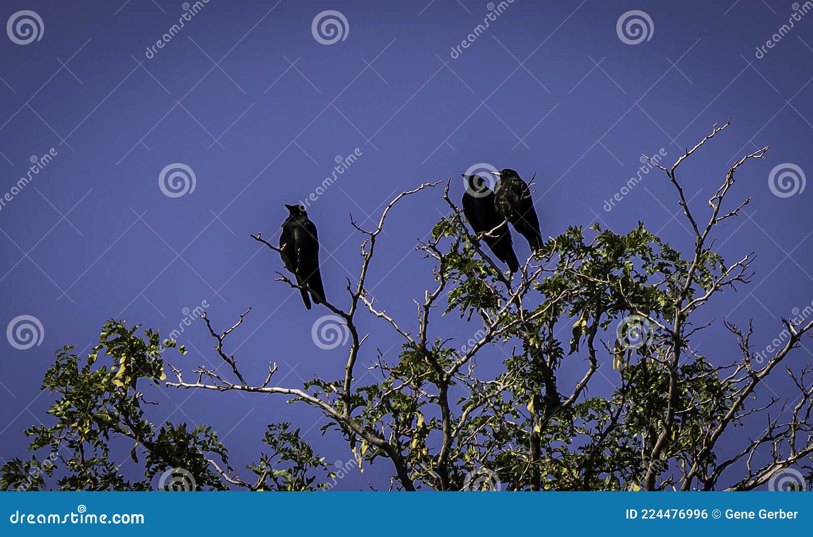 Ravens Facing the East stock photo. Image of white, tree - 224476996