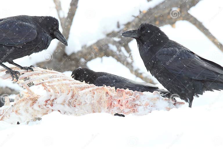 Ravens feeding on carcass stock photo. Image of birds - 79021022