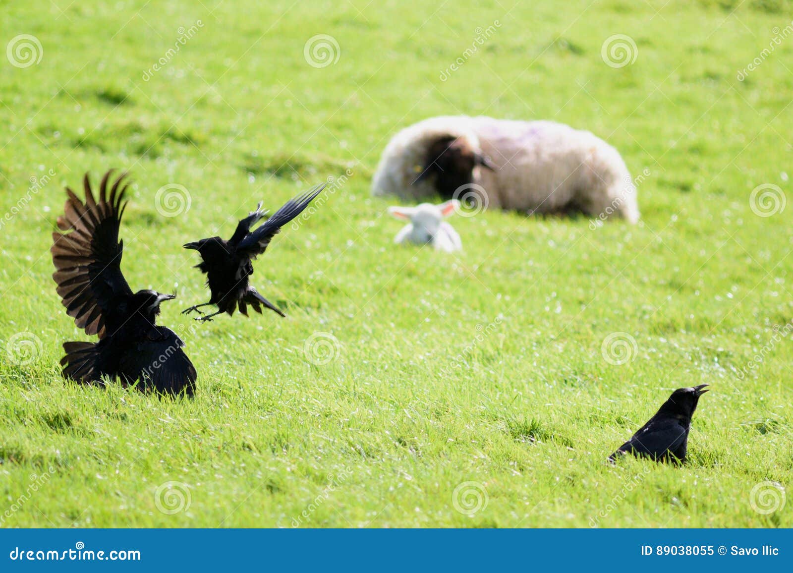 Ravens stock image. Image of aggressive, mammal, action - 89038055
