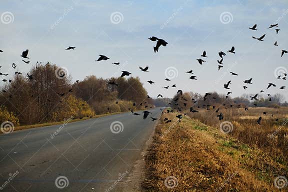 Ravens flock stock photo. Image of raven, beauty, mystery - 3427718