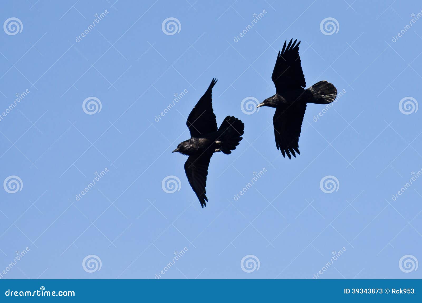 Ravens Flying in a Blue Sky Stock Image - Image of wild, bird: 39343873