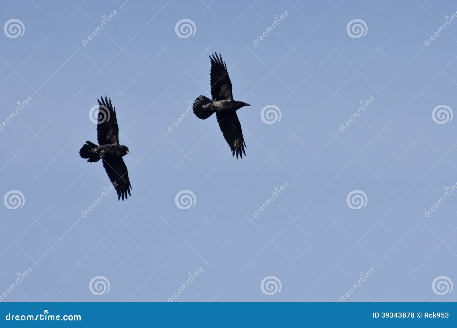Ravens Flying in a Blue Sky Stock Photo - Image of common, america ...