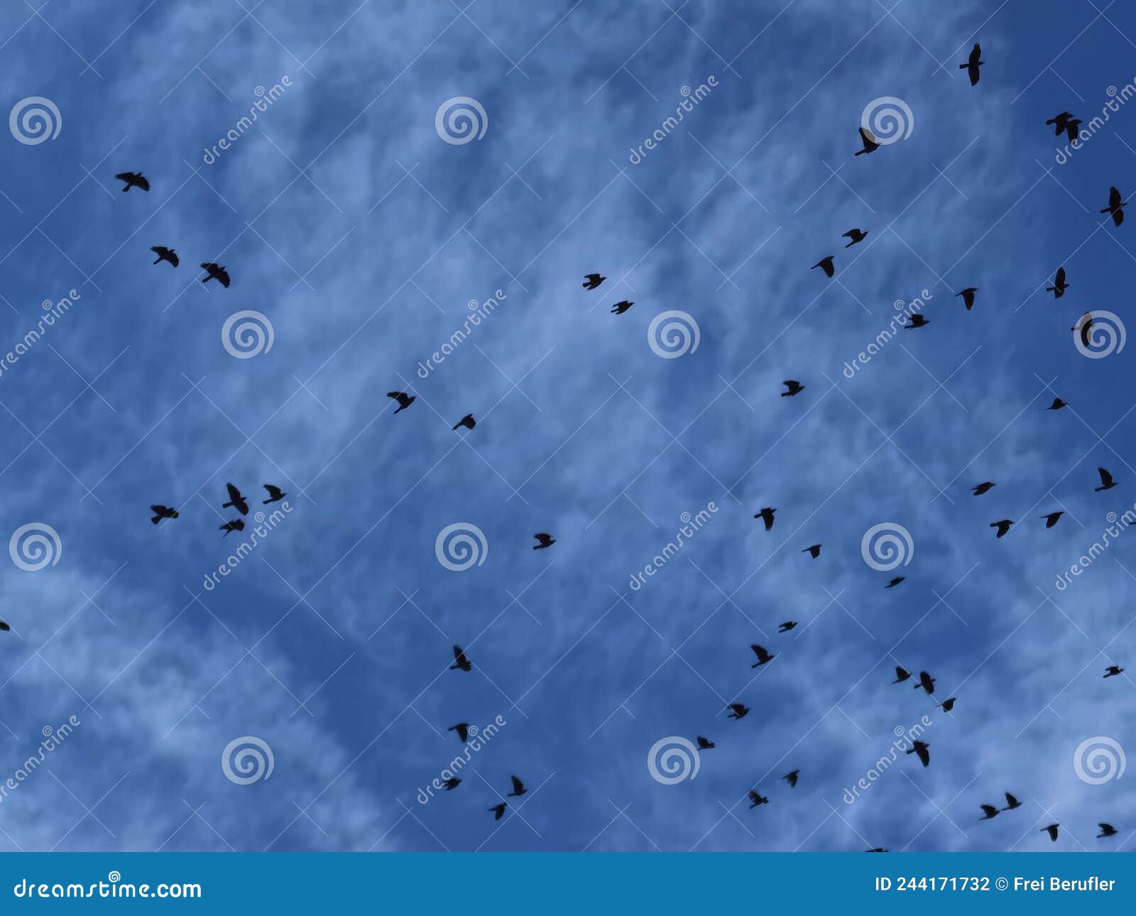 Ravens Flying in Flocks in the Sky Stock Photo - Image of flying, group ...