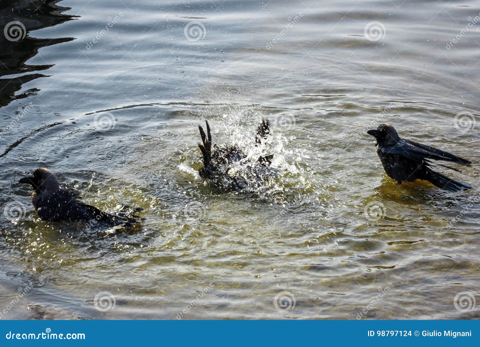 Ravens on the Phewa Lake, Pokhara, Nepal Stock Photo - Image of raven ...