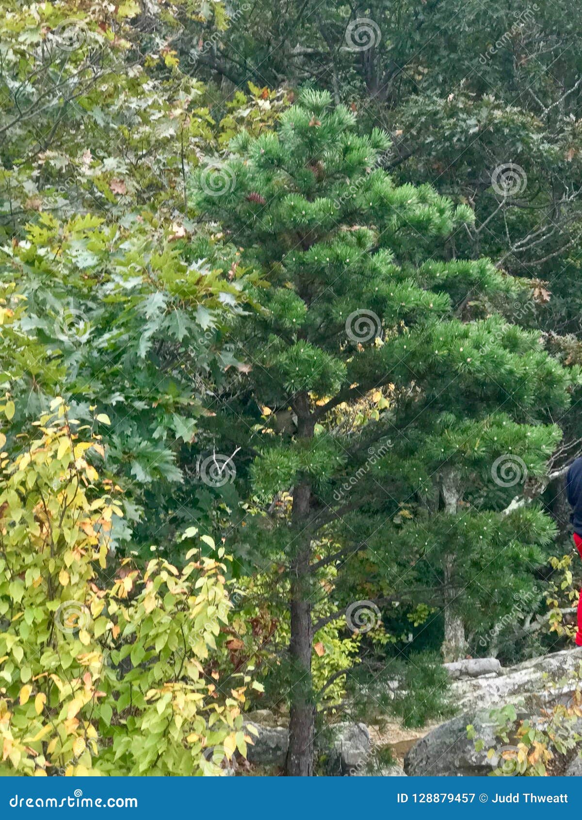 Ravens Roost stock image. Image of roost, parkway, forest - 128879457