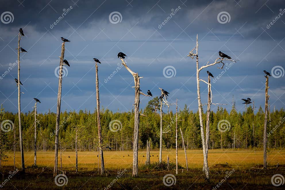 Ravens stock photo. Image of sunlight, evening, wood - 59332464