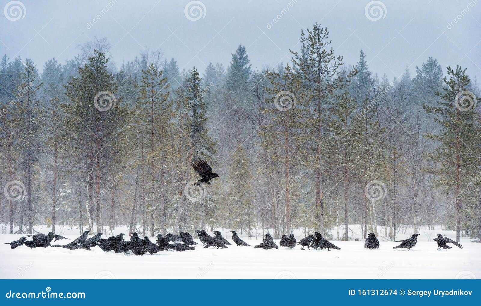Ravens Sitting in the Snow. Winter Forest Stock Photo - Image of flock ...