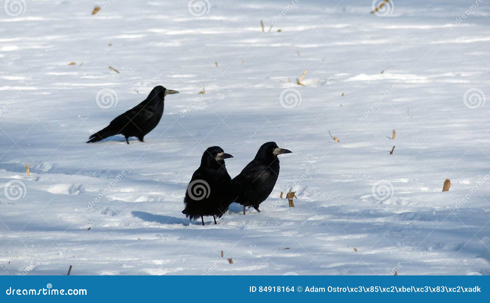 Ravens stock photo. Image of nature, ravens, field, snow - 84918164
