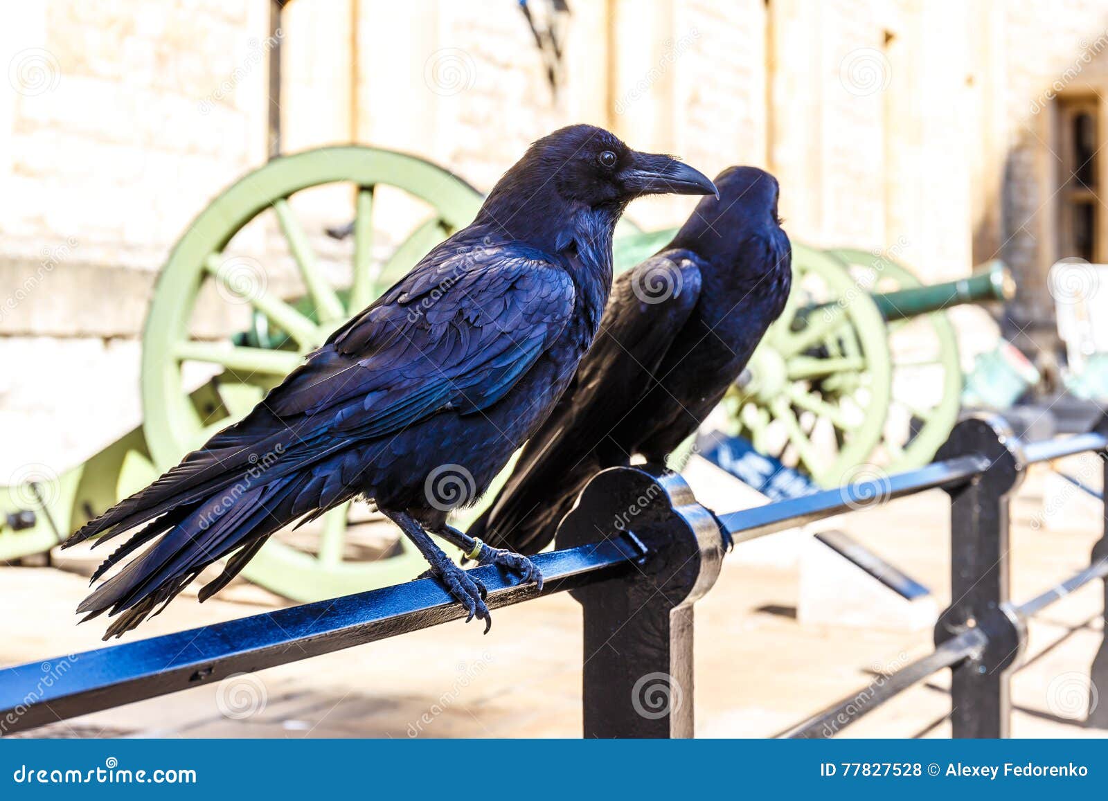 Ravens in of TOwer of London Stock Photo - Image of history, guard ...