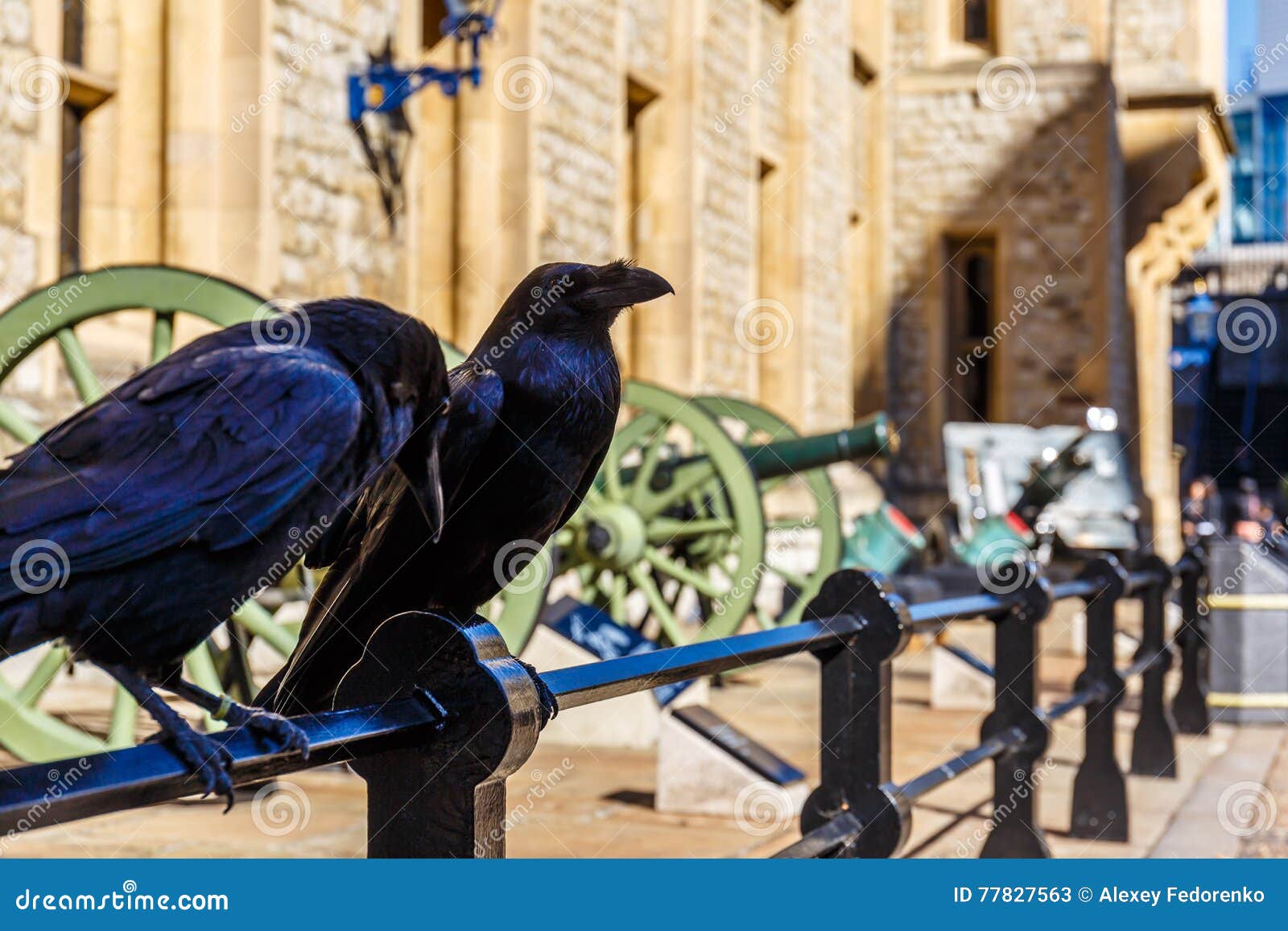 Ravens in of TOwer of London Stock Image - Image of monument, england ...