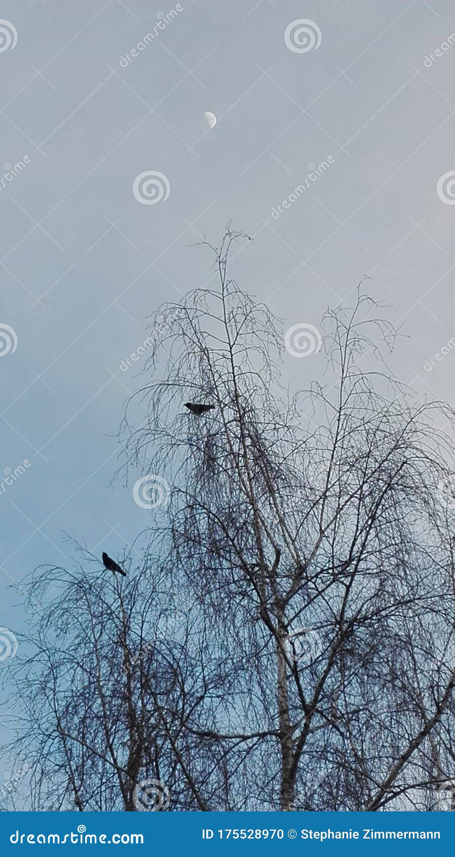 Ravens in a Tree with Moon stock photo. Image of mysterious - 175528970
