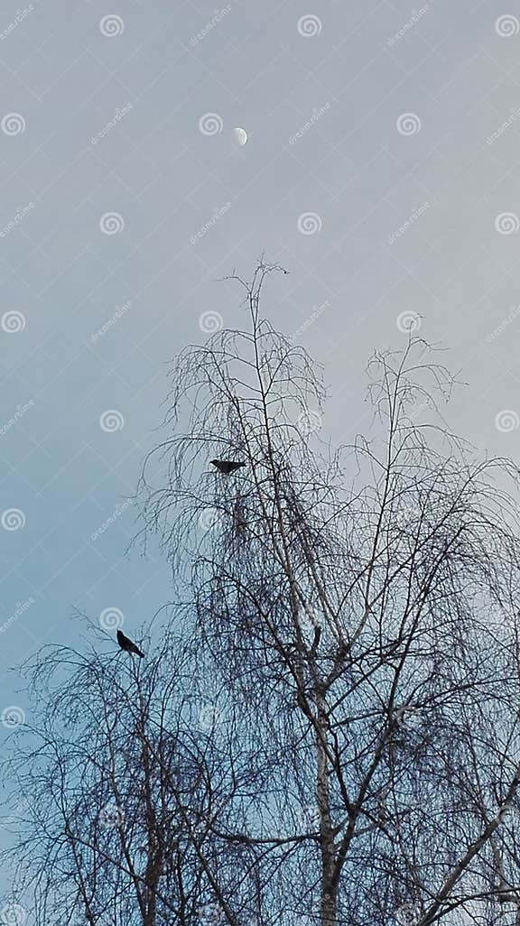 Ravens in a Tree with Moon stock photo. Image of mysterious - 175528970