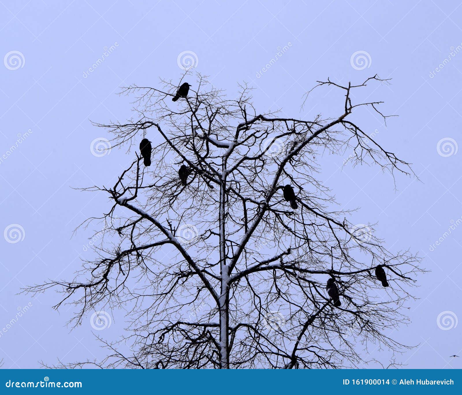 Ravens on a tree stock photo. Image of branches, tree - 161900014